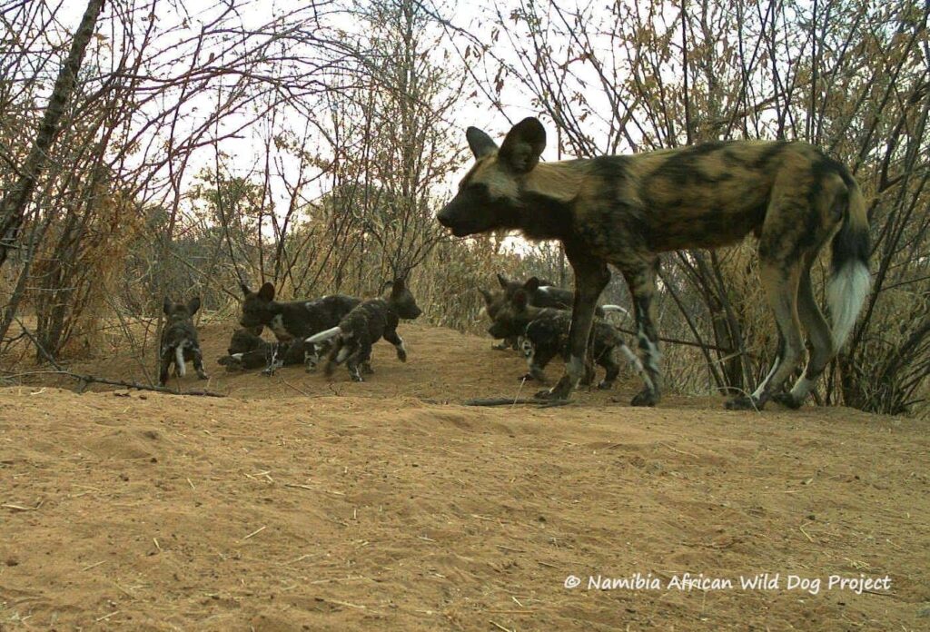 The Namibia African Wild Dog Project • ATI Holidays
