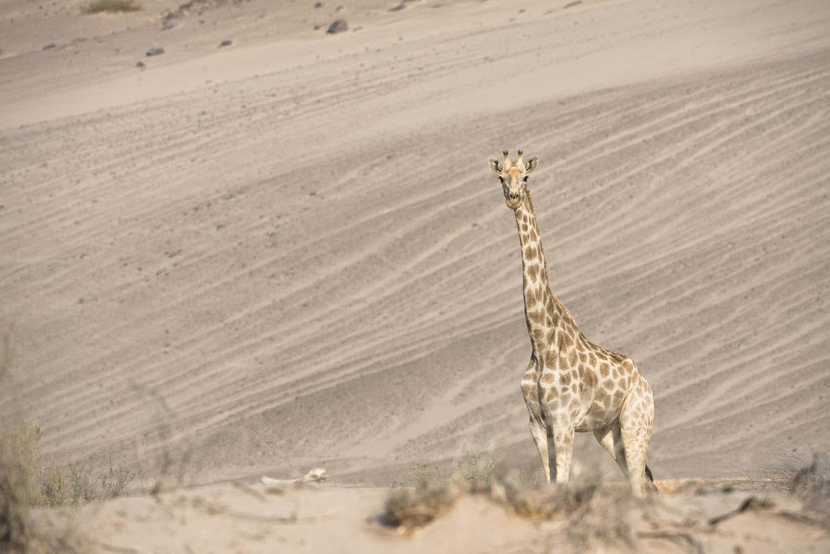 Skeleton Coast National Park - Namibian Destinations | ATI Holidays