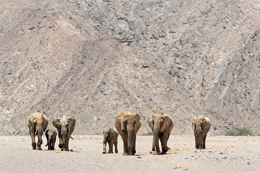 Namibia’s Desert Adapted Elephants • ATI Holidays